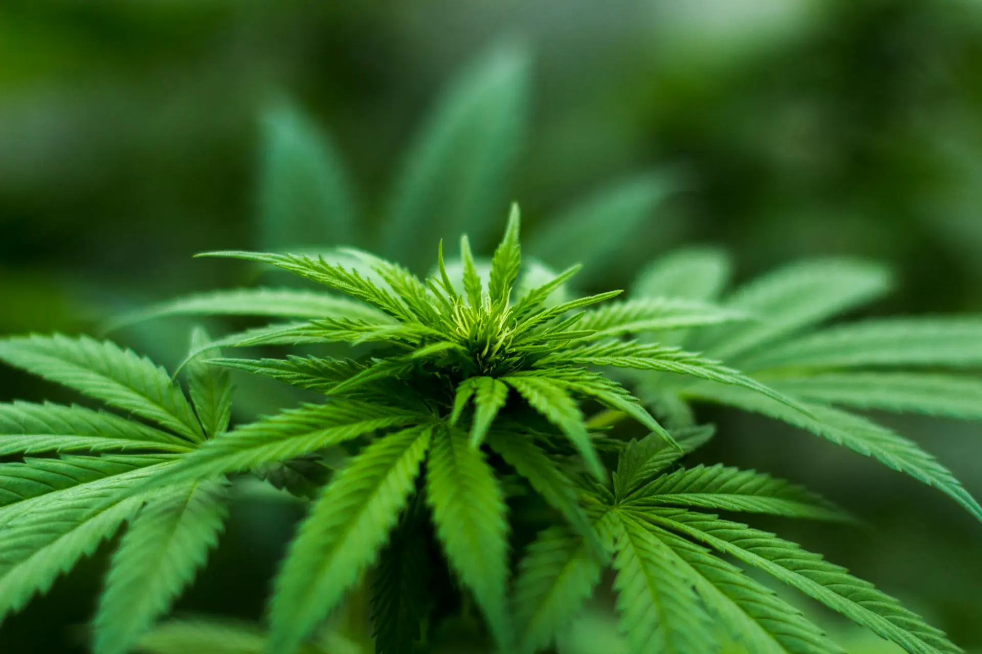 Is THC Legal In Texas Delta 8 10 Laws Explained Is THC Legal In Texas Delta 8 10 Laws Explained